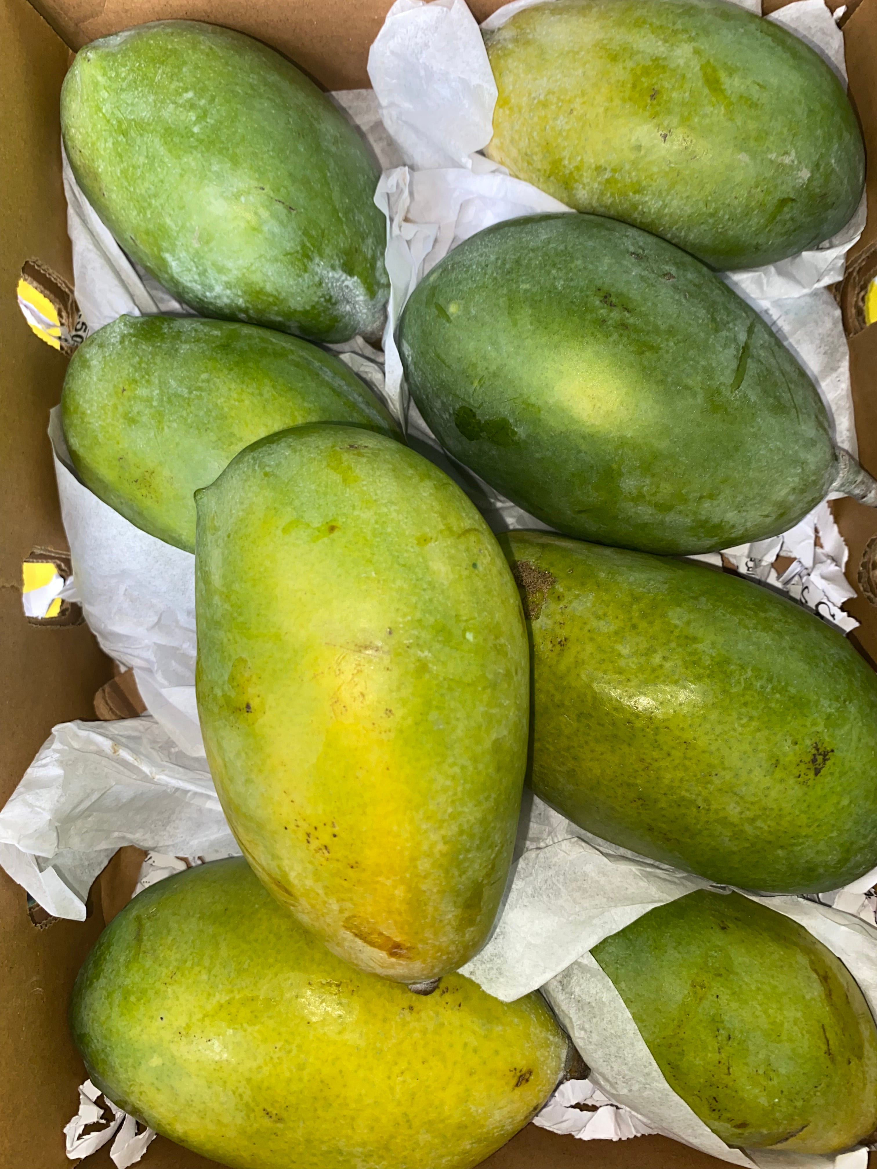 Mango | Egyptian Elephant Tusk Mango (Ivory mango) Box (6-12 mangos) – Pardess Farms