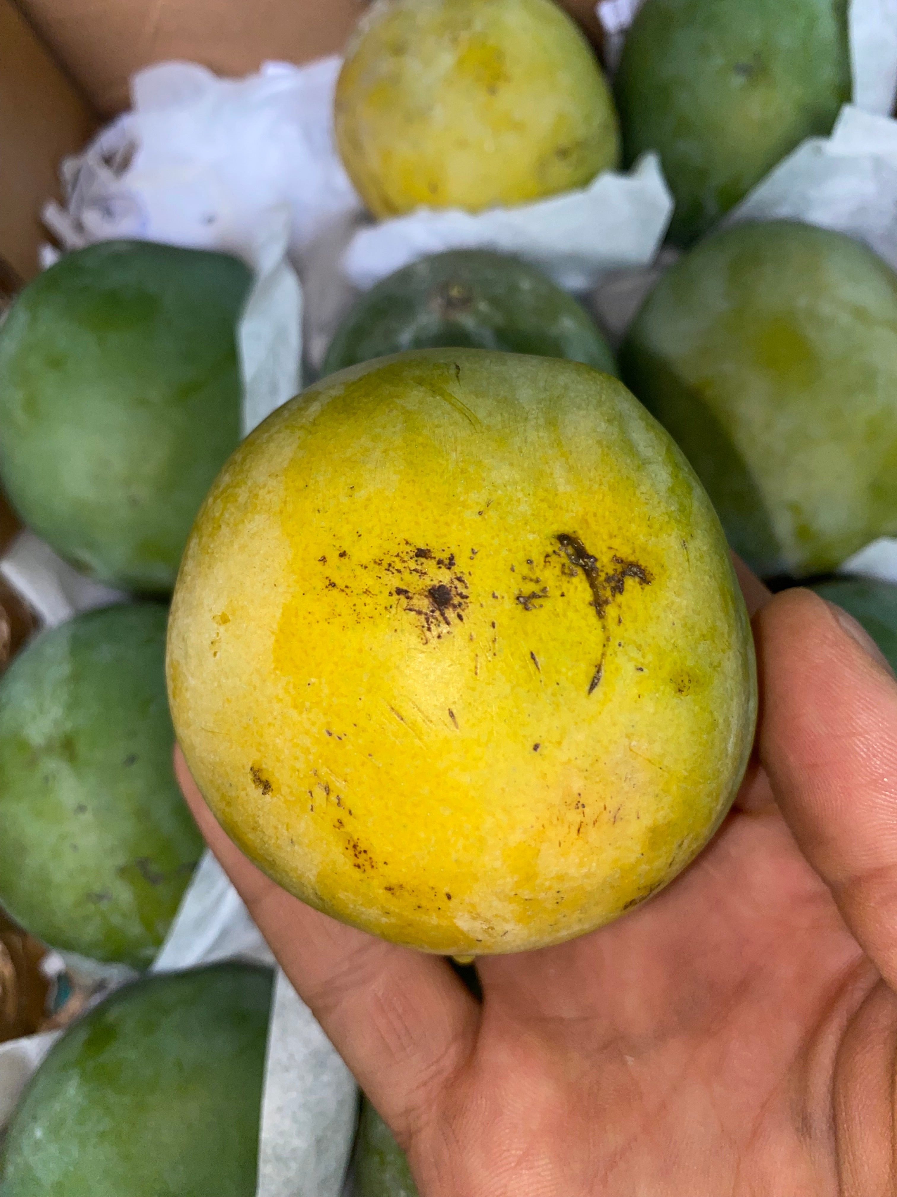 Mango | Egyptian Arak Box (7-12 mangos) – Pardess Farms