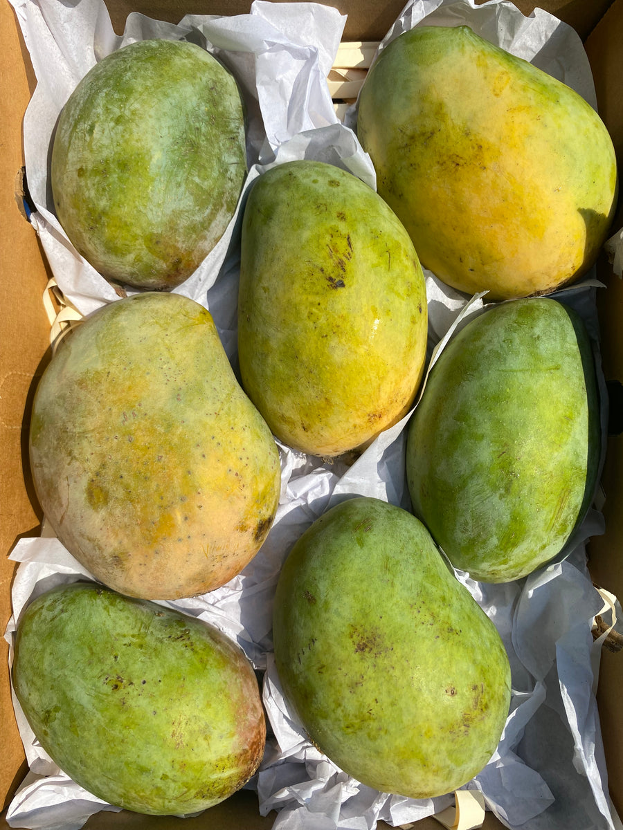 Mango | Mesk Egypt ~2kg box (5-12 mangos) – Pardess Farms