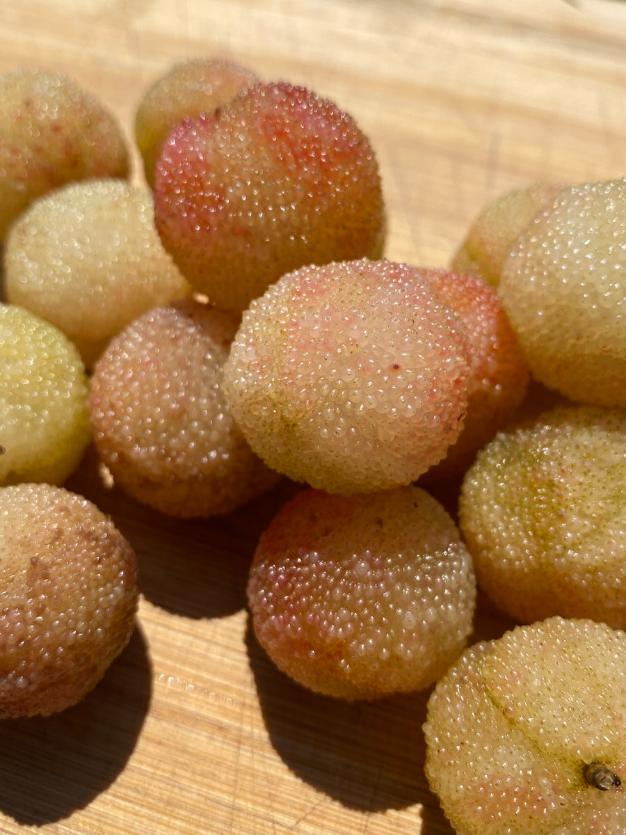 White Bayberry | Crystal Yangmei (1 Pint) – Pardess Farms