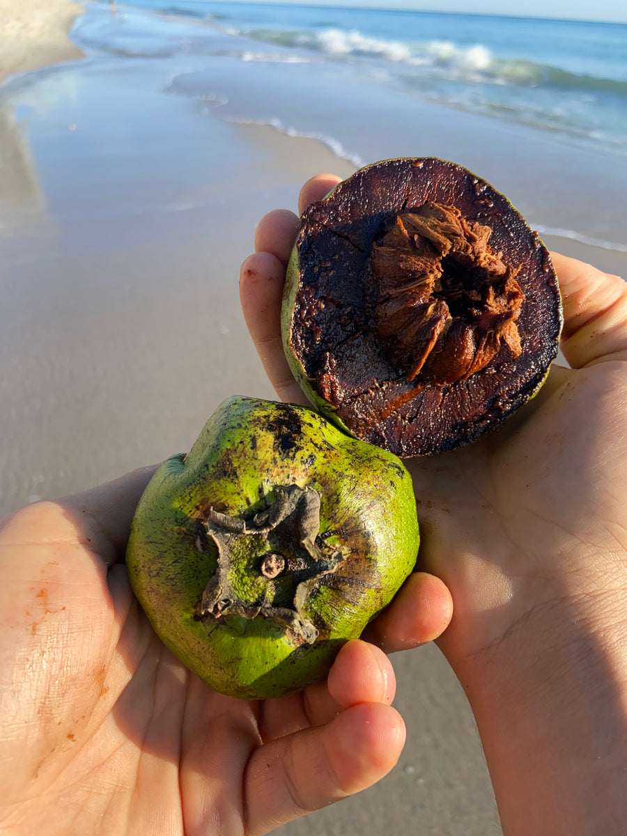 BLACK SAPOTE | CHOCOLATE PUDDING FRUIT | SMALL BOX 5 LBS – Pardess Farms