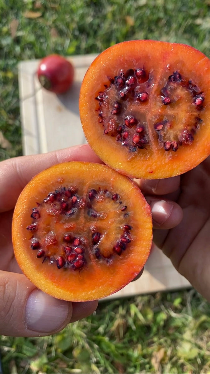 Tamarillo | Red Box 2kg (15-24 Fruits) – Pardess Farms