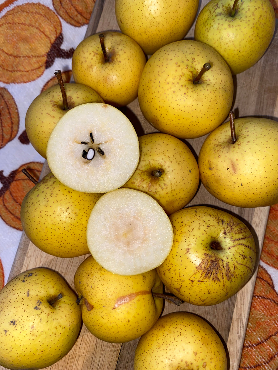 Pear | Shinseiki Asian Pear Box ~5lbs – Pardess Farms