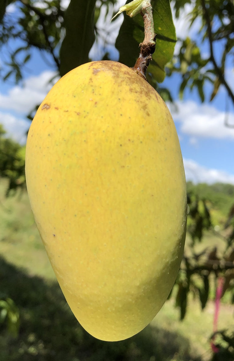 Mango | Po Pyu Kalay | Burma | Lemon Meringue| Box 5-9 Mangos (3-3.5lb ...