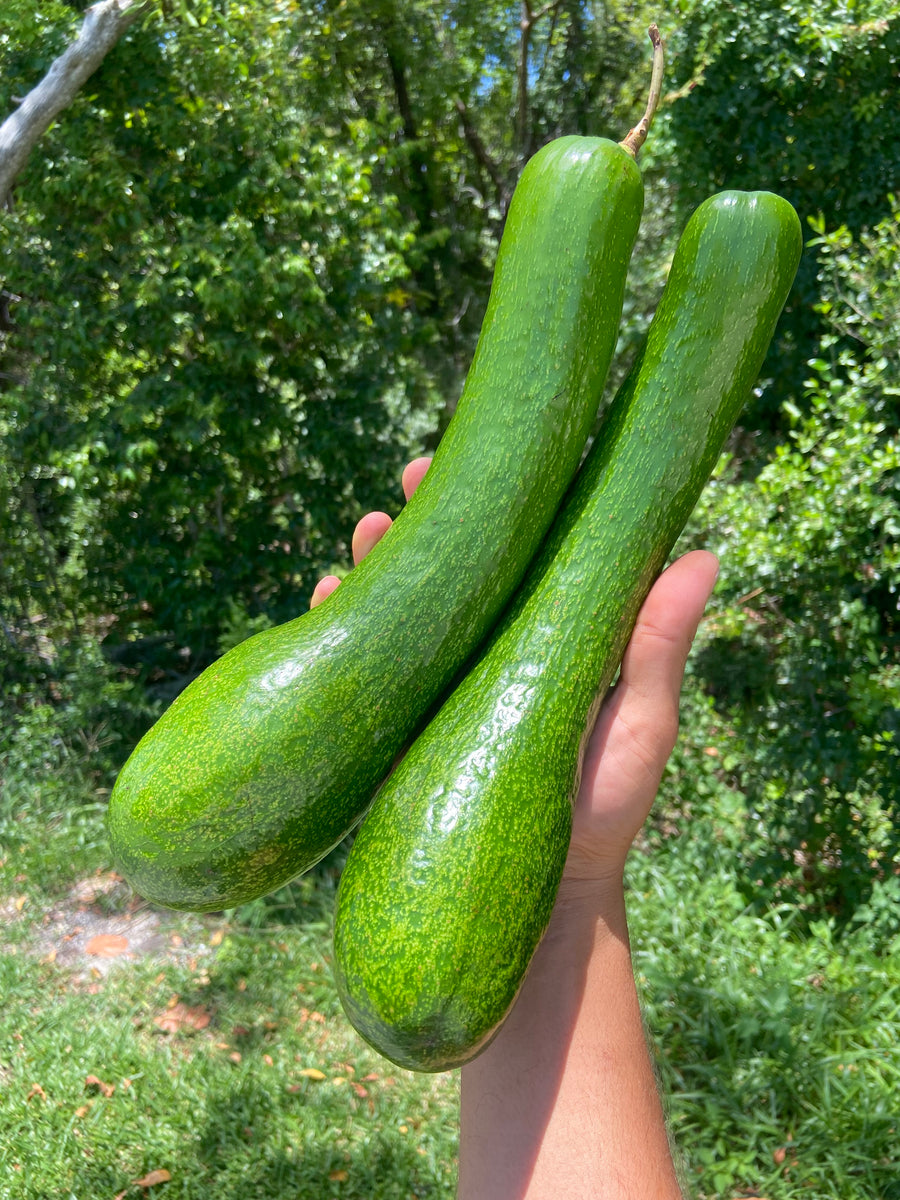 Long Neck Avocado – Pardess Farms