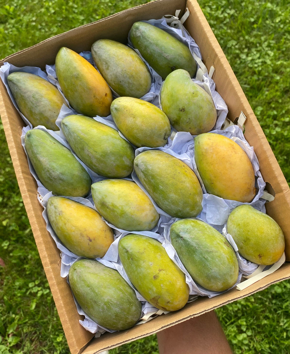 Mango | Egyptian Fass (10-22 mangos) box ~2kg – Pardess Farms