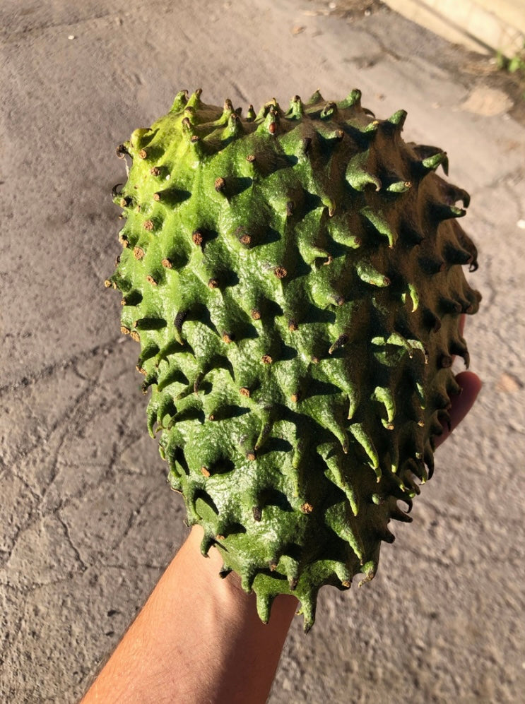Soursop | Guanabana | Graviola (3-5lbs) – Pardess Farms