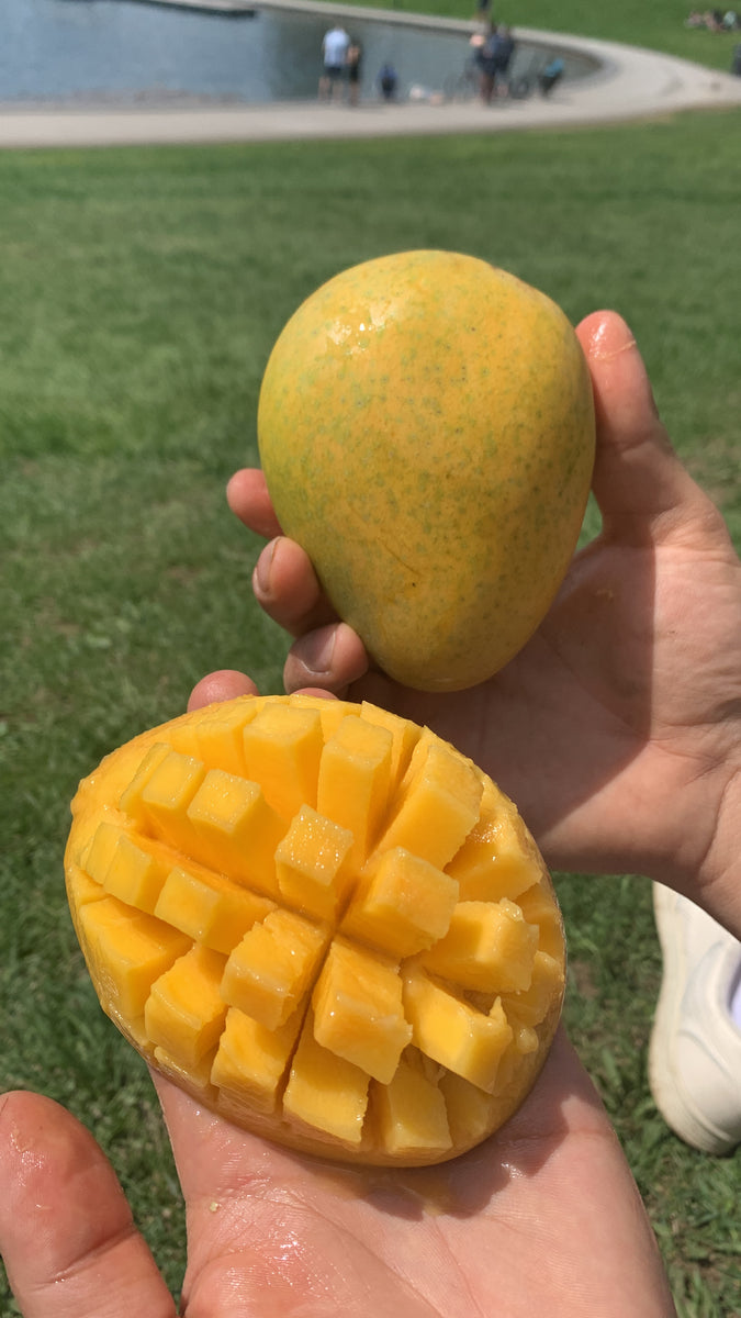 MANGO | BADAMI INDIA (BOX OF 12) – Pardess Farms