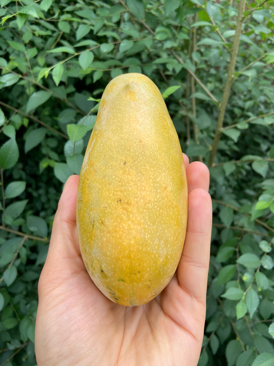 Mango | Mallika | 2kg Box (6-10 Mangos) – Pardess Farms