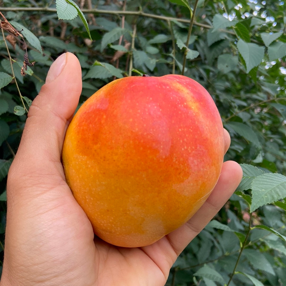 MAYA MANGO | ISRAEL (BOX OF 5) – Pardess Farms