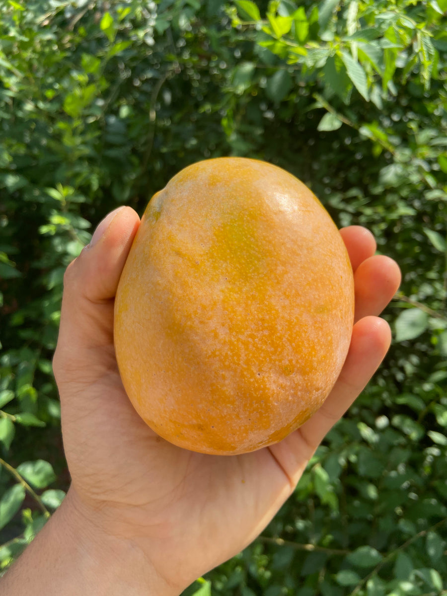 NEELAM | MANGO | INDIA BOX 3KG – Pardess Farms
