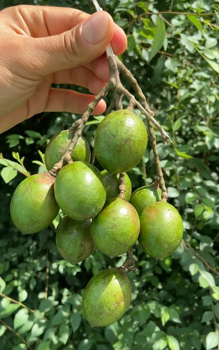 Guinep| Mamoncillo | Spanish Lime | 3lbs – Pardess Farms