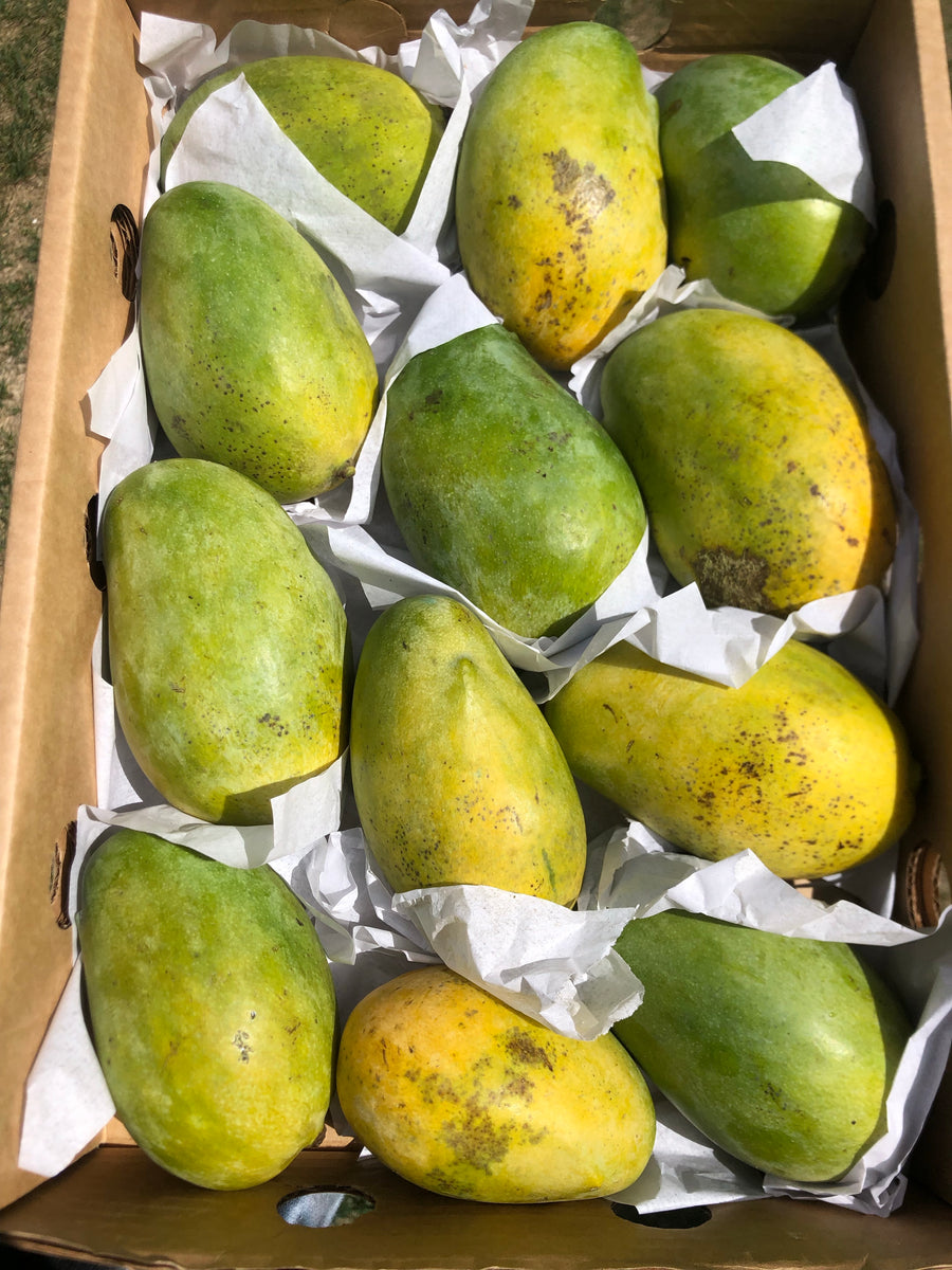 Mango| Egyptian Oweis Box ~2kg (7-14 mangos) – Pardess Farms