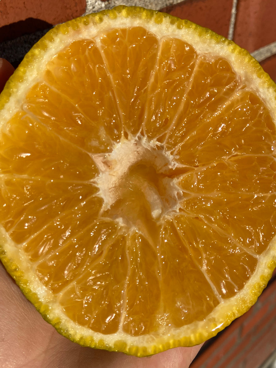 Tangelo | Jamaica | Uglifruit (~16-20 Fruits) – Pardess Farms