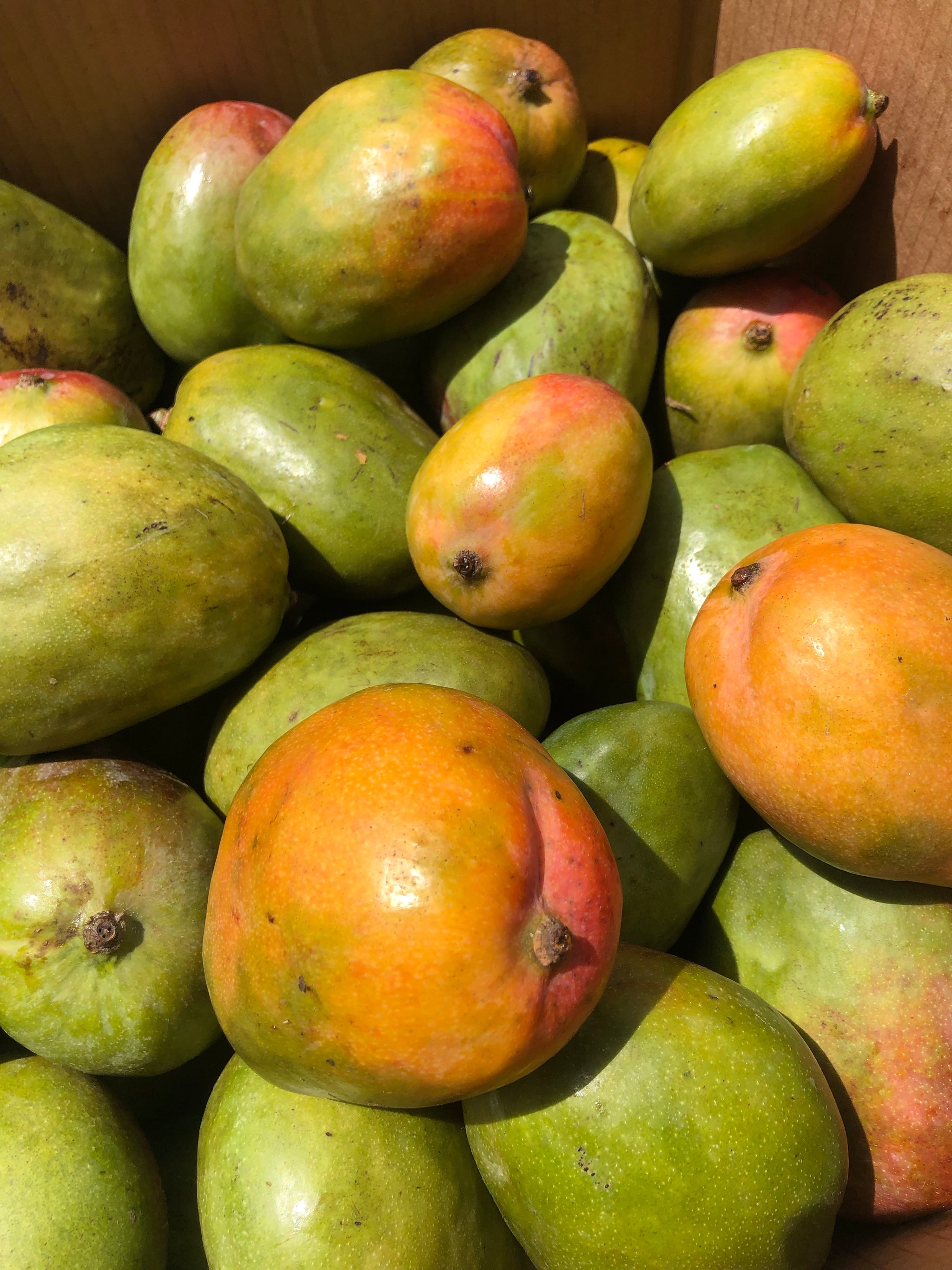 MANGO | JULIE MANGO JAMAICA (BOX 6-12 MANGOS - 2KG) – Pardess Farms
