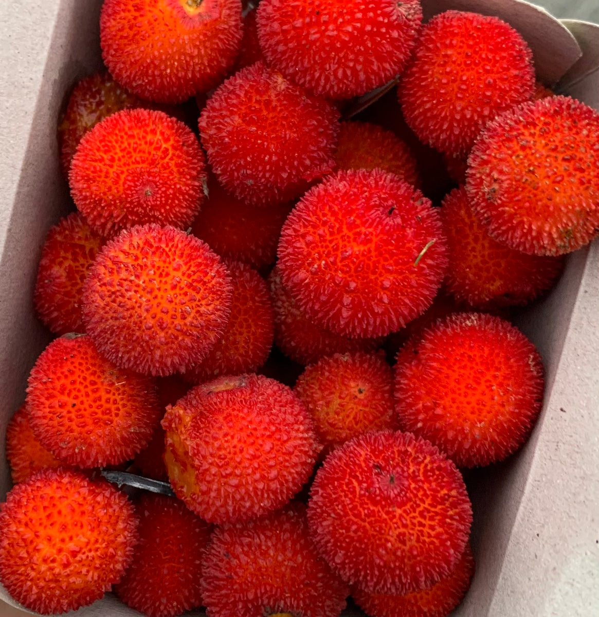 STRAWBERRY TREE FRUIT | ALGERIA (1 PACK)*ULTRA RARE* – Pardess Farms