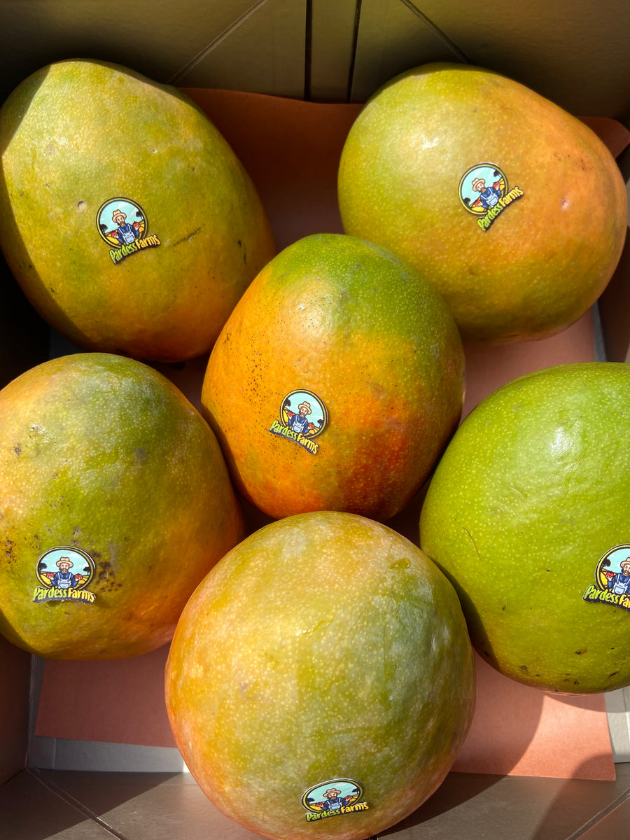 MANGO | XL KENT MANGO (1 PIECE) – Pardess Farms
